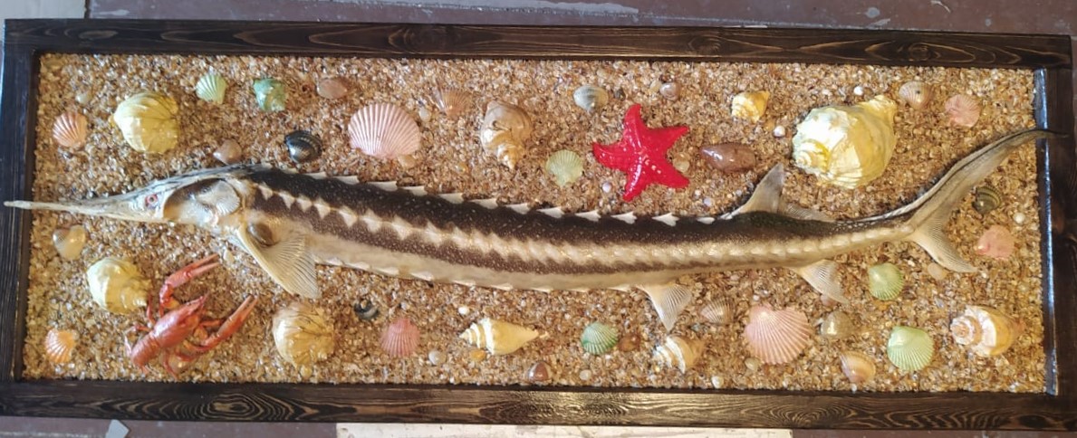 Suvenirler Tebii Baliq Xerceng #365 - hediyyeler.com